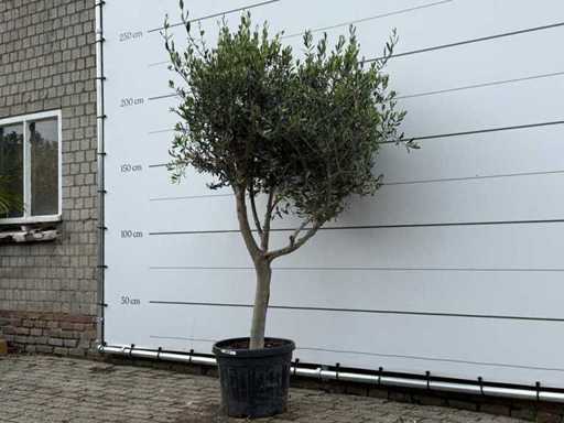 Olijfboom Andalucia M - Olea Europaea - ca. 25 jaar oud - hoogte ca ...