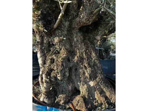 Olive tree in exemplary basket | Troostwijk Auctions