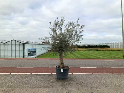Olijfboom (Olea Europaea Lessini) | Troostwijk Auctions