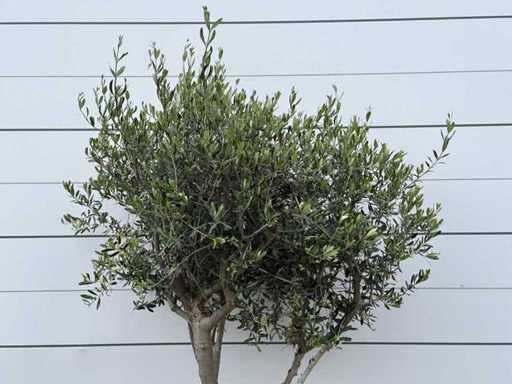 Olijfboom Andalucia M - Olea Europaea - ca. 25 jaar oud - hoogte ca ...
