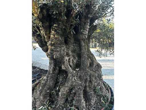 Olive tree in exemplary basket | Troostwijk Auctions