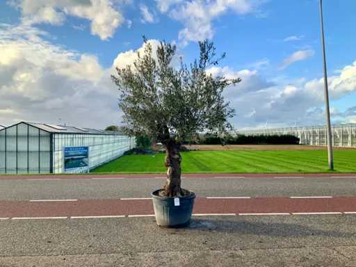 Olijfboom (Olea Europaea Lessini) | Troostwijk Auctions
