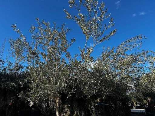Olive tree in exemplary basket | Troostwijk Auctions