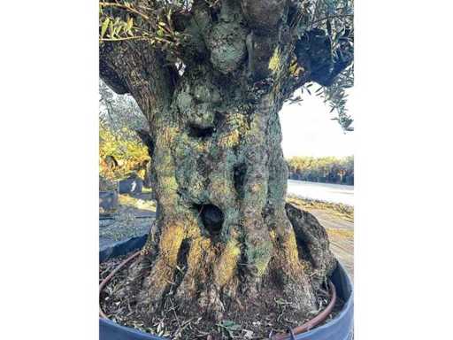 Olive tree in exemplary basket | Troostwijk Auctions