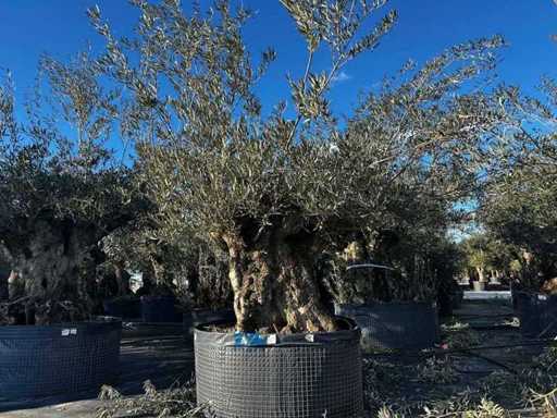 Olive tree in exemplary basket | Troostwijk Auctions