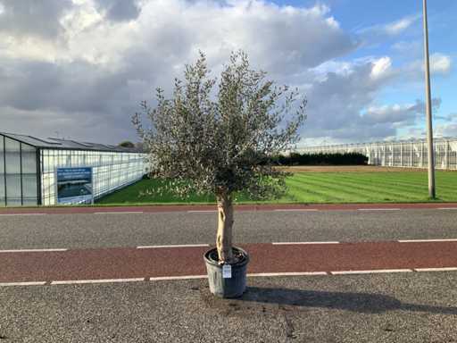 Olijfboom (Olea Europaea Lessini) | Troostwijk Auctions