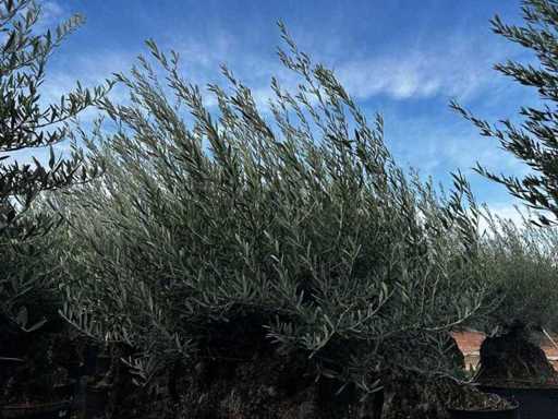 Olive tree in exemplary basket | Troostwijk Auctions