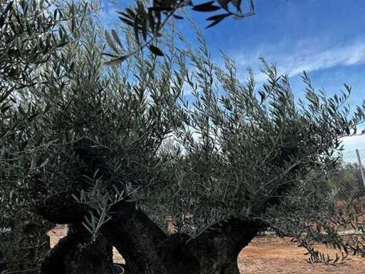 Olive tree in exemplary basket | Troostwijk Auctions