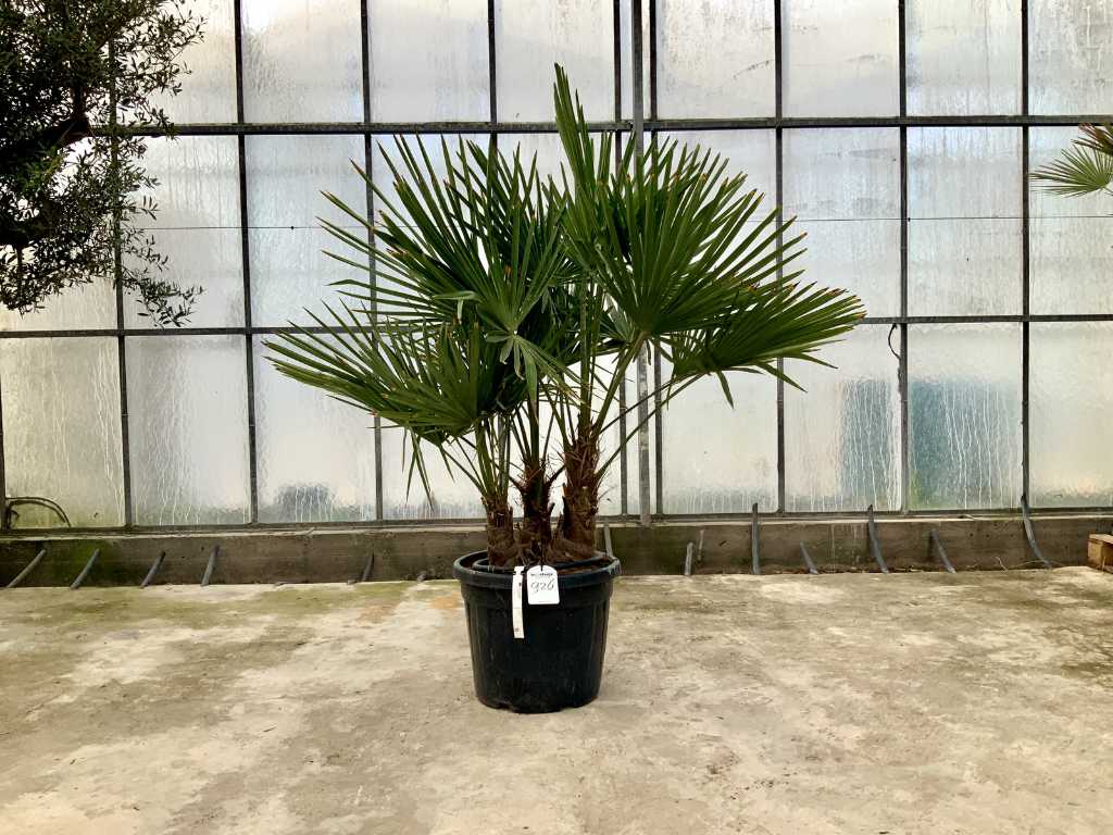 Palm tree multi-stemmed (Trachycarpus Fortunei) | Troostwijk Auctions