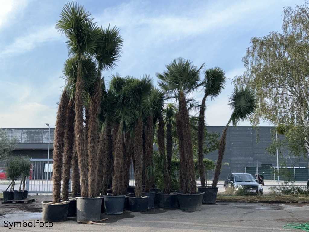 Double - Palm Trachycarpus Fortunei | Troostwijk Auctions