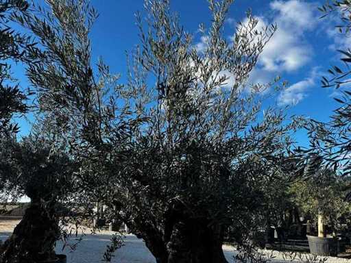 Olive tree in exemplary basket | Troostwijk Auctions