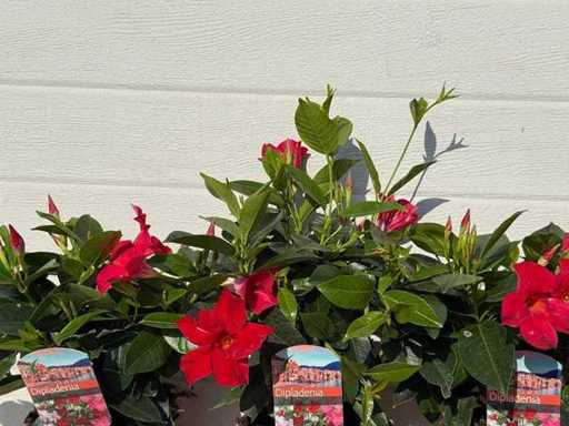 Dipladenia mix - Dipladenia Rio - height approx. 20 cm (Note 1x ...